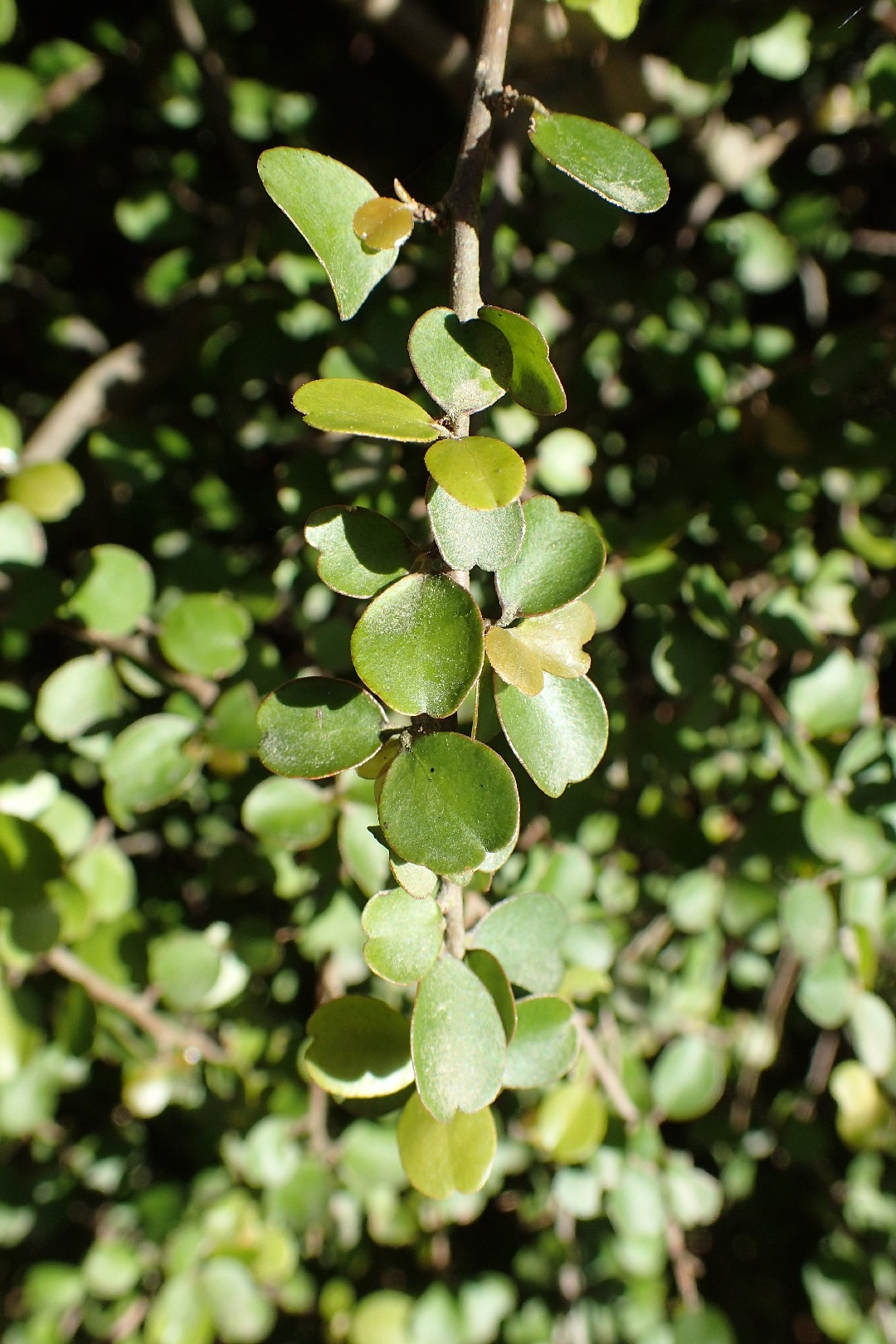 Myrsine divaricata - PictureThis