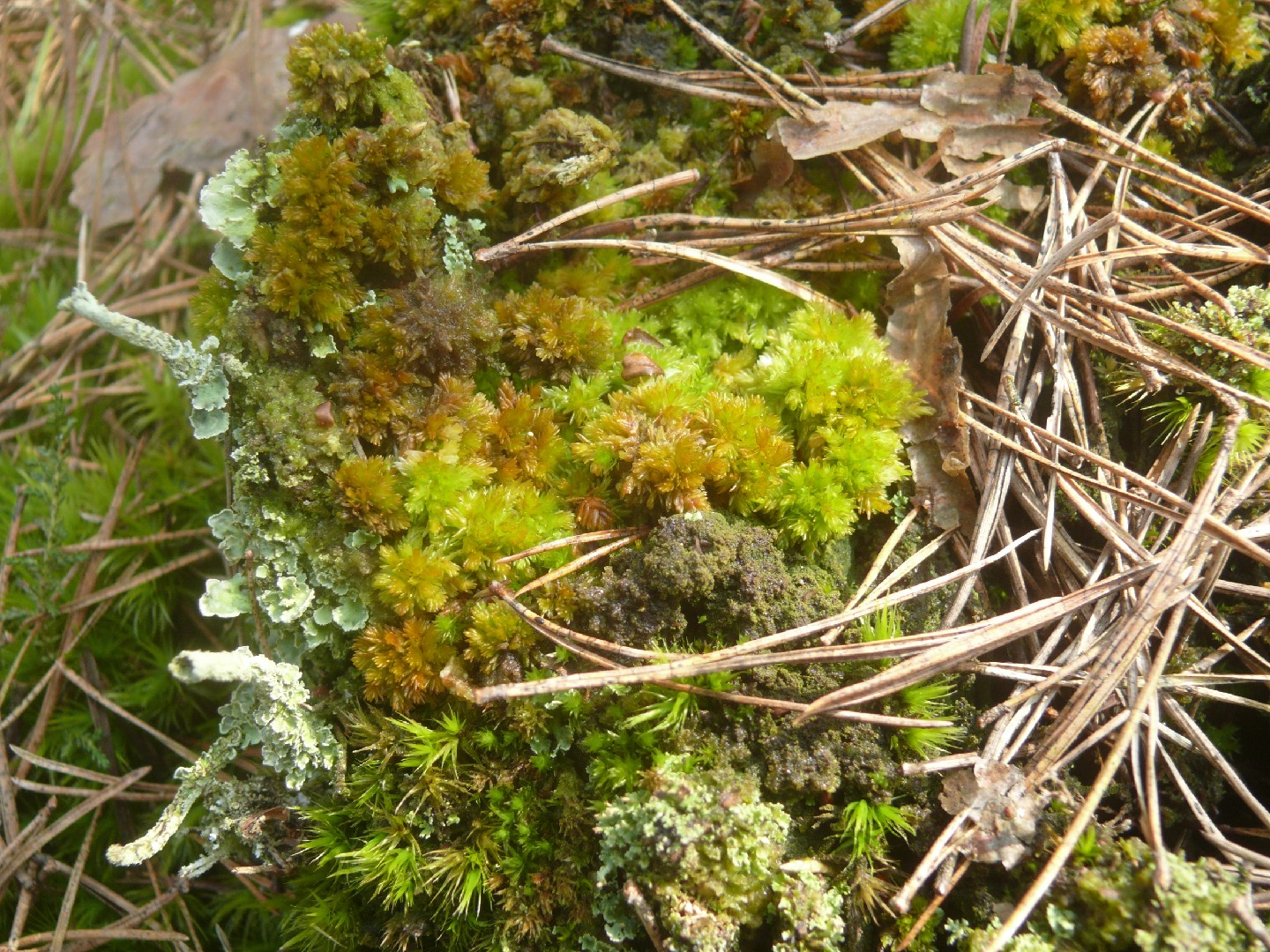 Sphagnum compactum - PictureThis