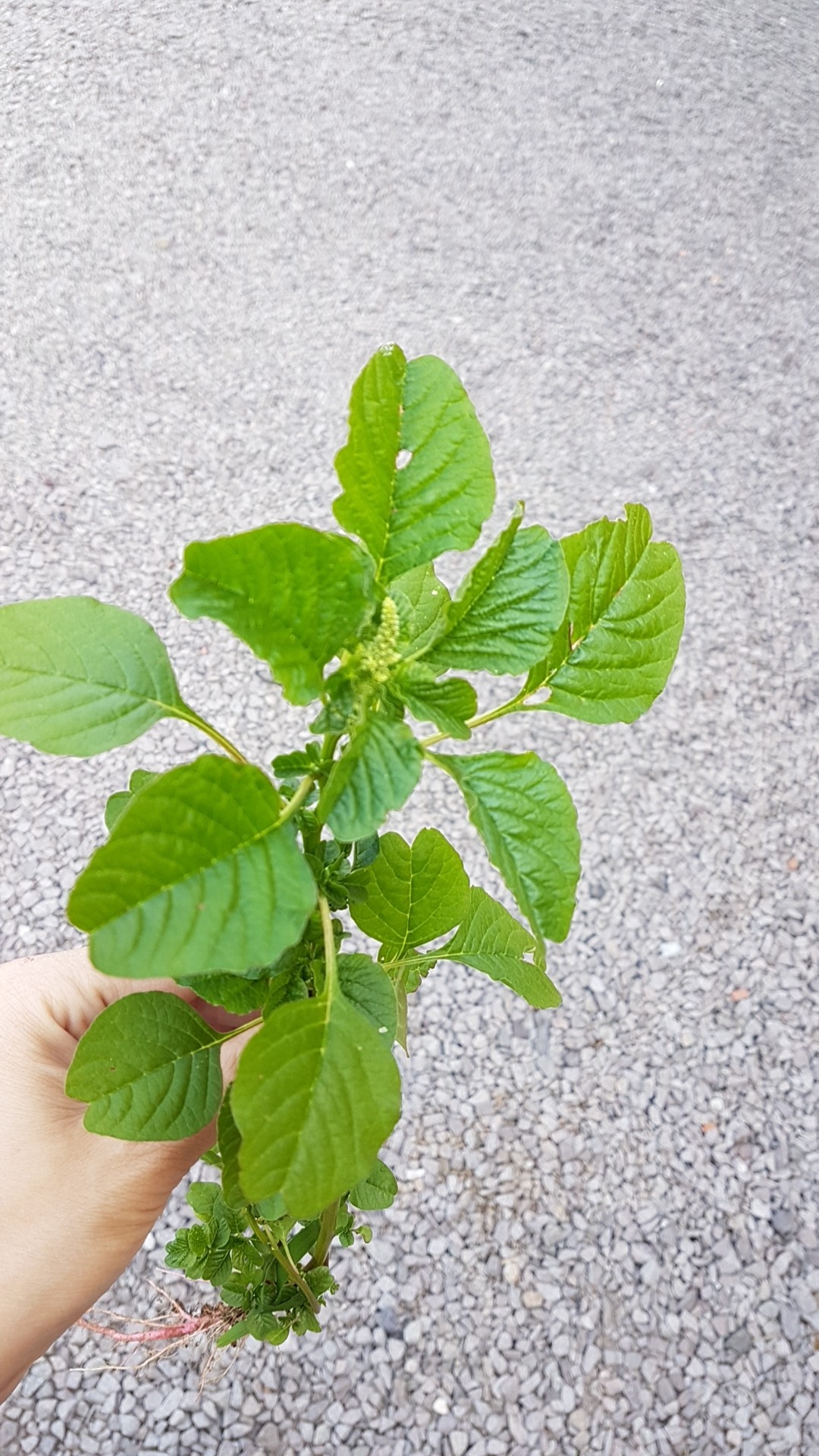 Bledo (Amaranthus blitum) - PictureThis