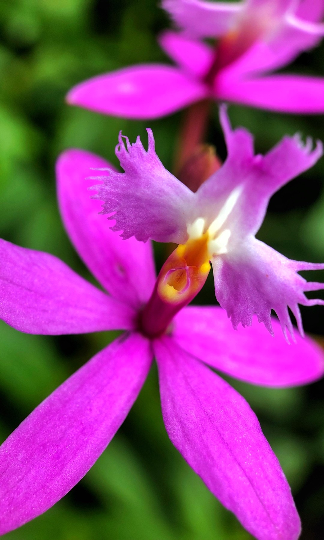 Epidendrum ibaguense - PictureThis
