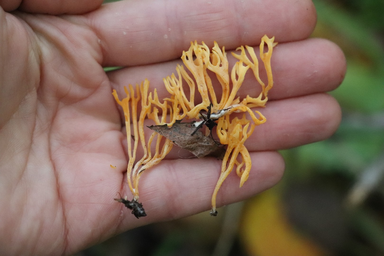 Ramariopsis Care (Watering, Fertilize, Pruning, Propagation) - PictureThis