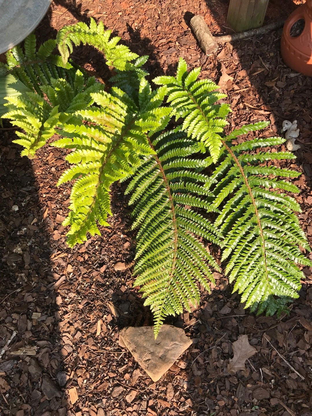 Polystichum - PictureThis