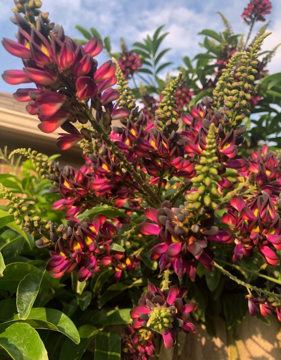 Callerya reticulata - PictureThis