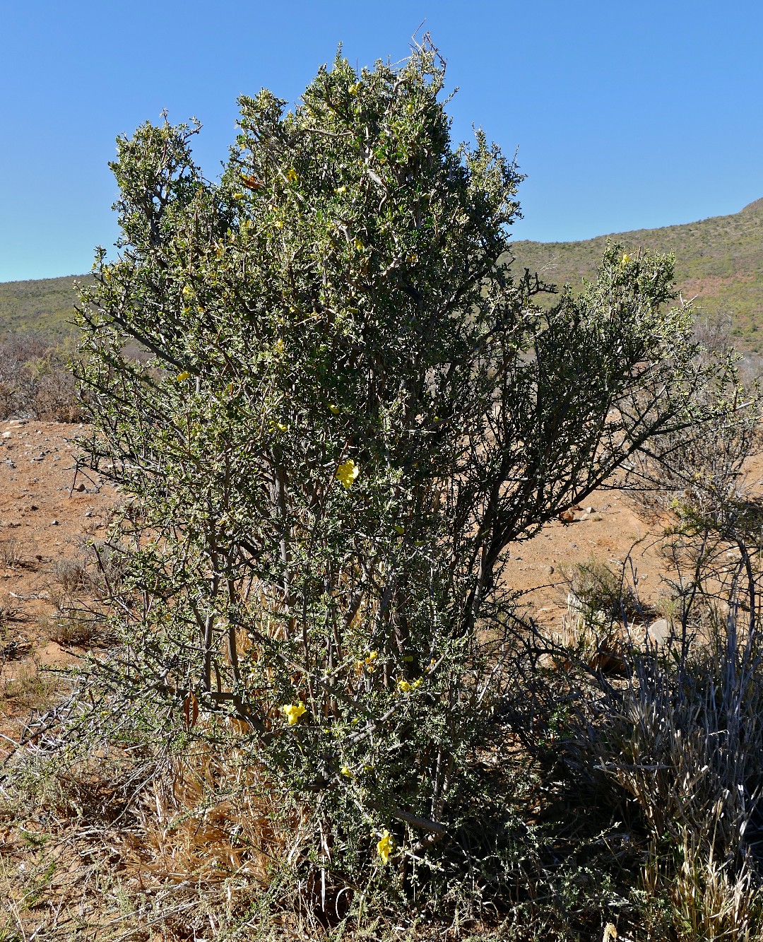 Rhigozum obovatum - PictureThis