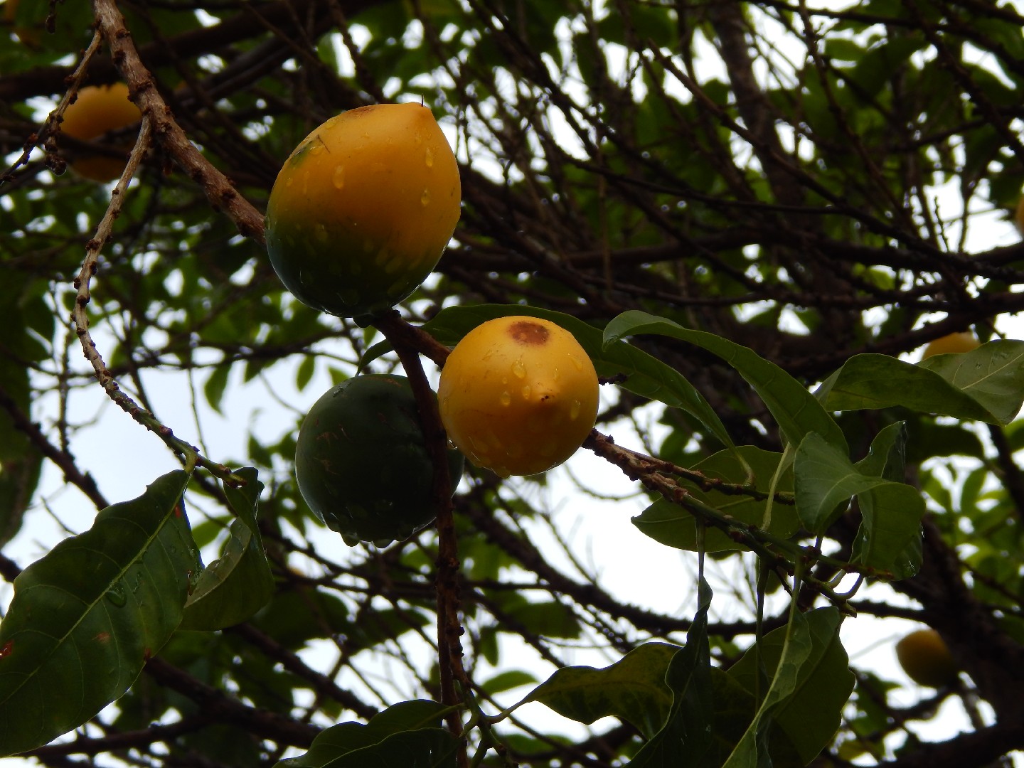 How to Plant and Grow Abiu(Pouteria caimito)