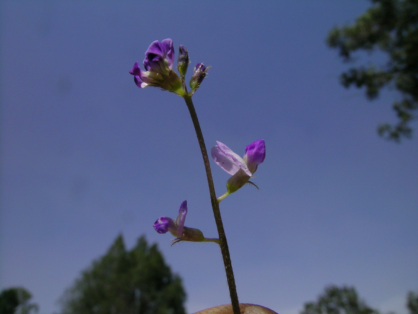 澎湖大豆 (Glycine tabacina) 照顧，種植，繁殖，開花時間 - PictureThis