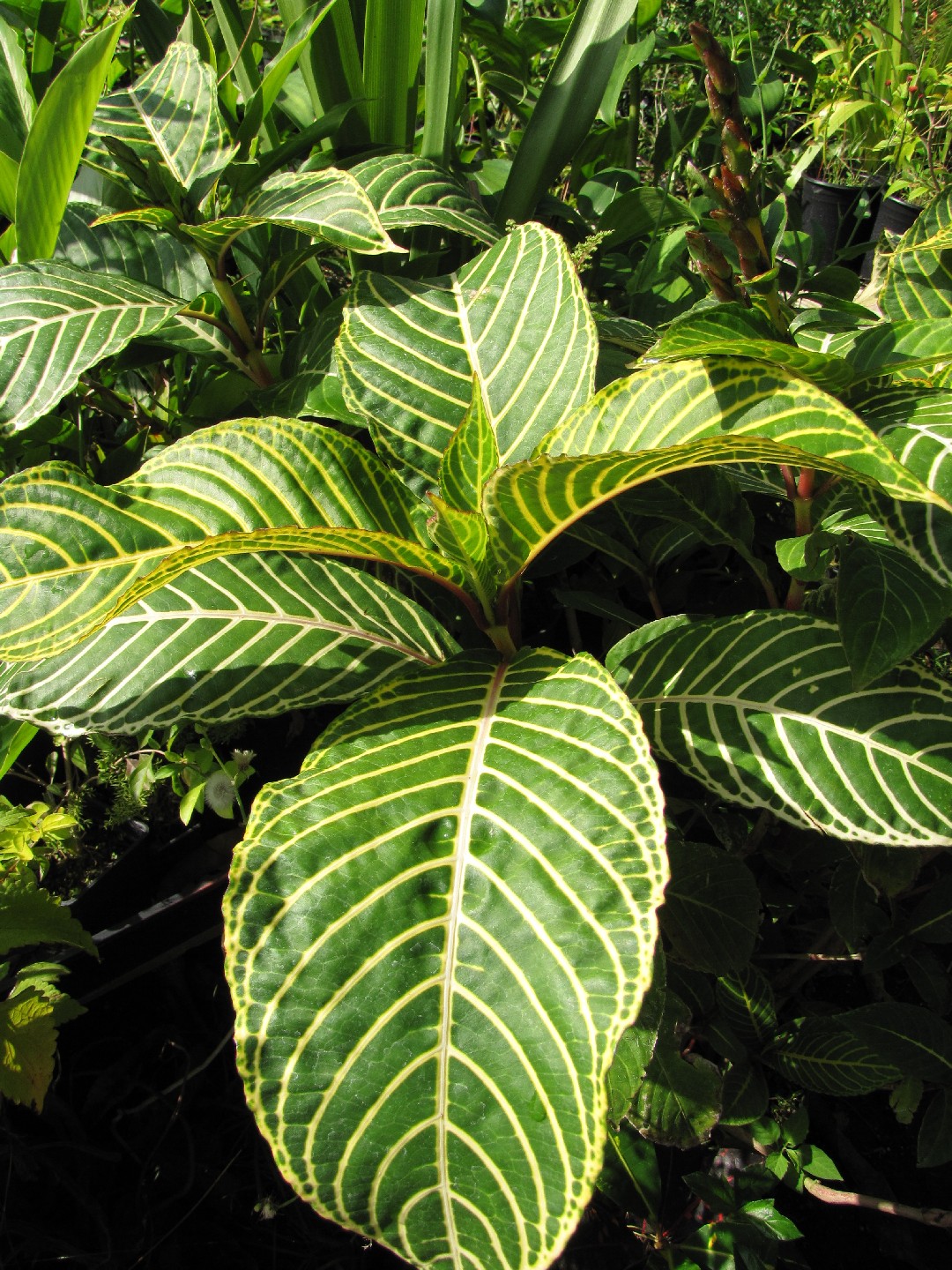 Sanquesia Cuidados (Como Cuidar, Doenças, Podar) - PictureThis