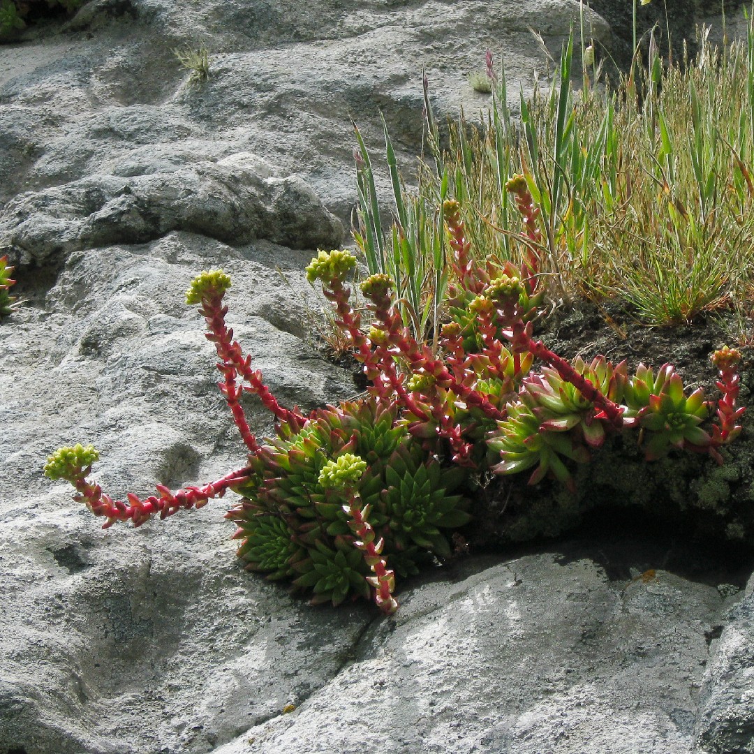 Dudleya farinosa - PictureThis