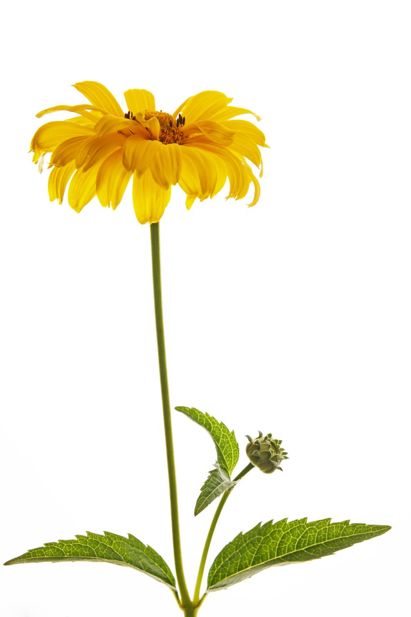 Heliopsis Flower, Leaf, Care, Uses - PictureThis
