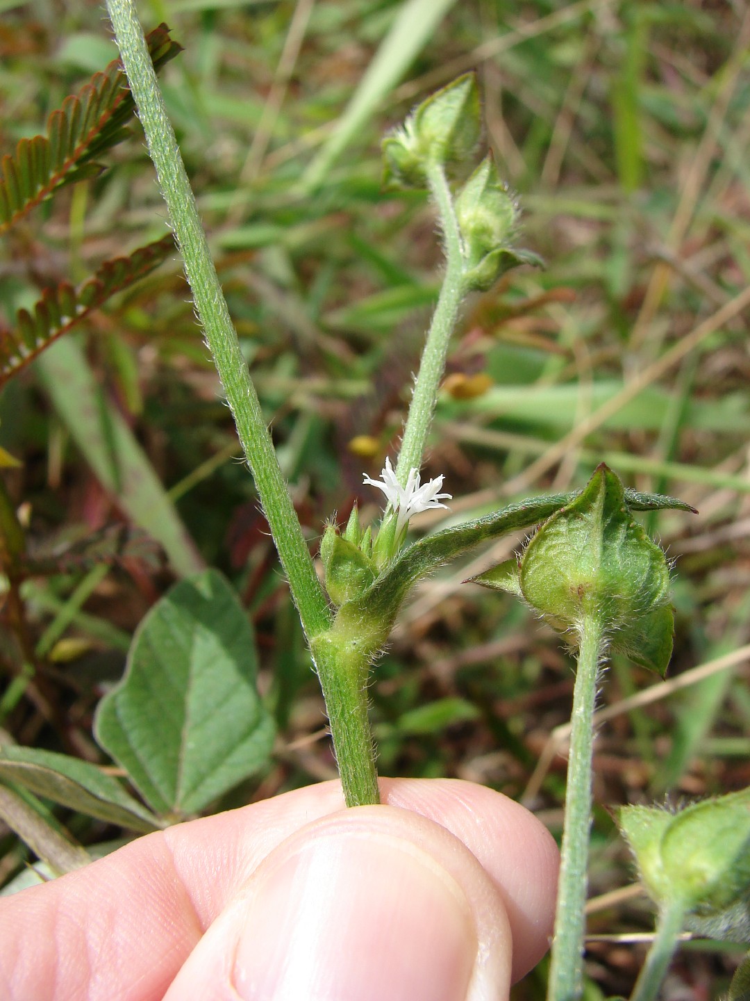 Elephantopus mollis - PictureThis