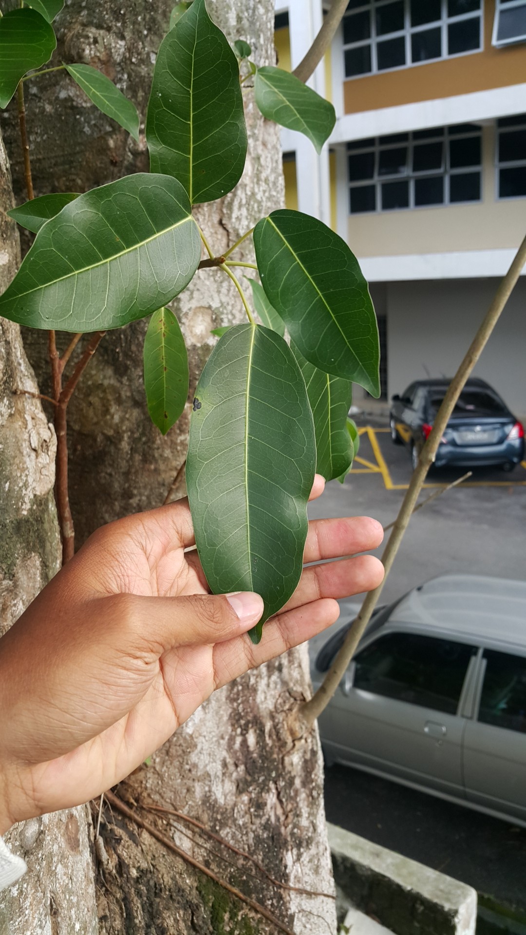 Ficus subpisocarpa - PictureThis