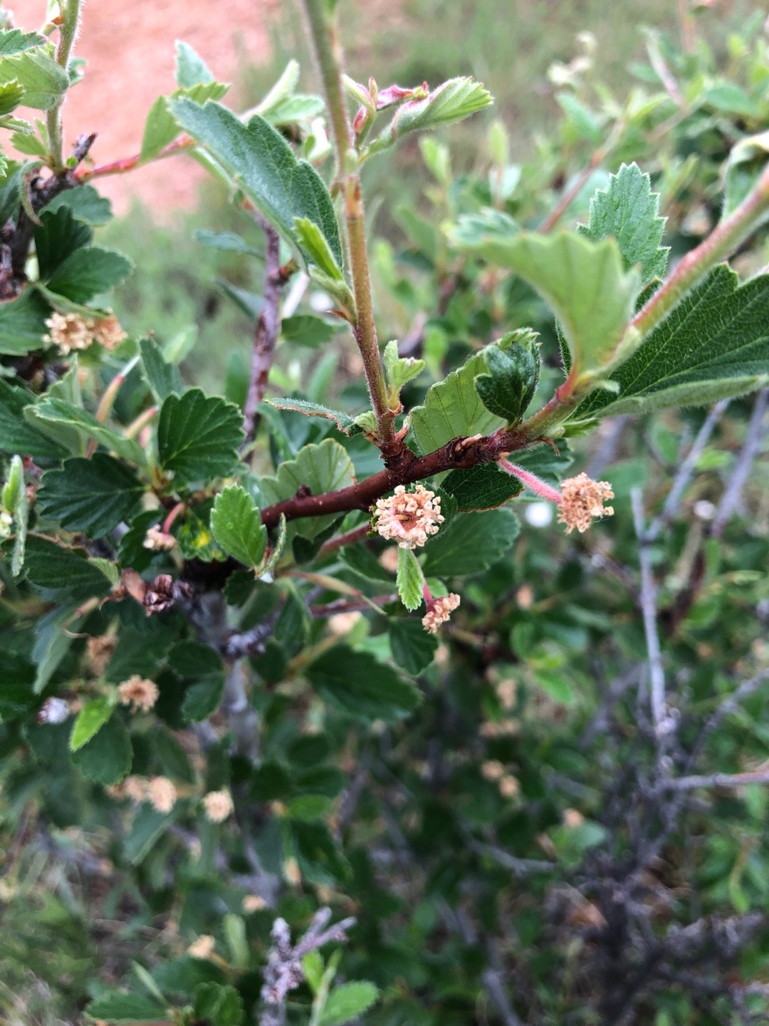 Caoba de montaña (Cercocarpus montanus) - PictureThis