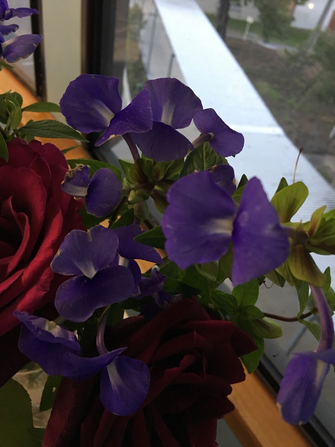 Amazon blue (Achetaria azurea) Flower, Leaf, Care, Uses - PictureThis