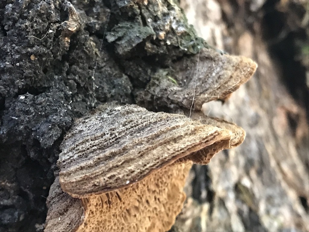 Hymenochaetales Flower, Leaf, Care, Uses - PictureThis