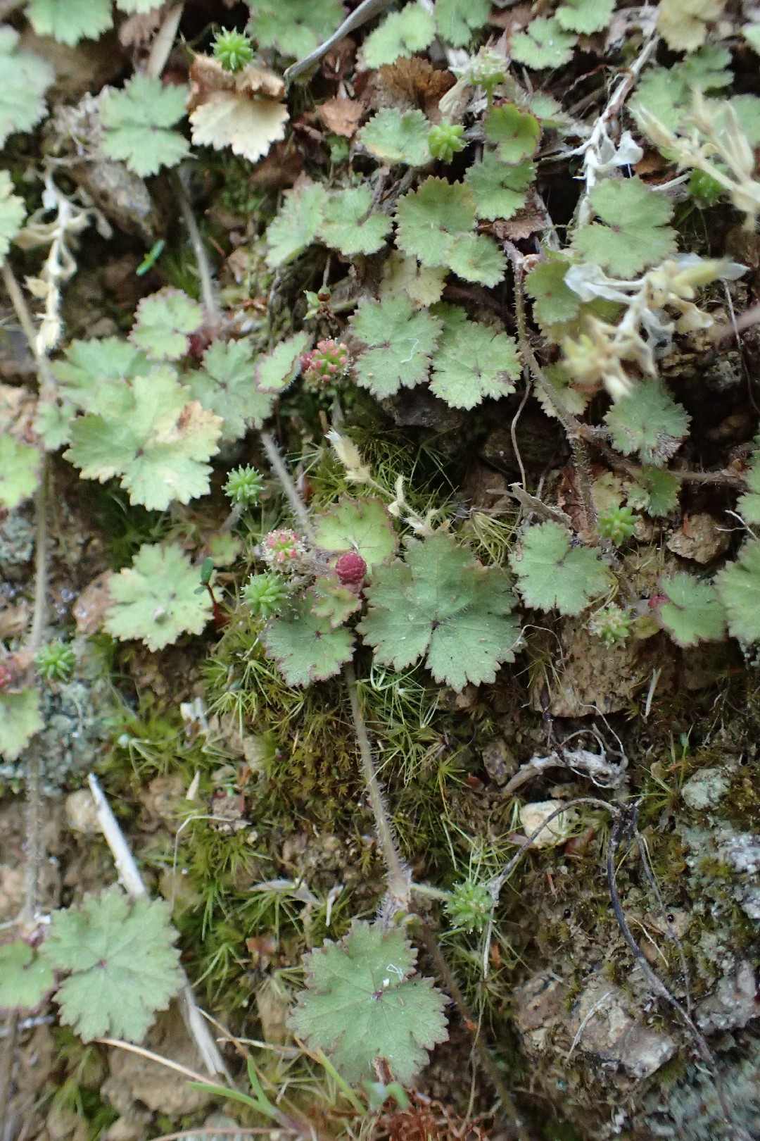 Gunnera monoica Flower, Leaf, Care, Uses - PictureThis