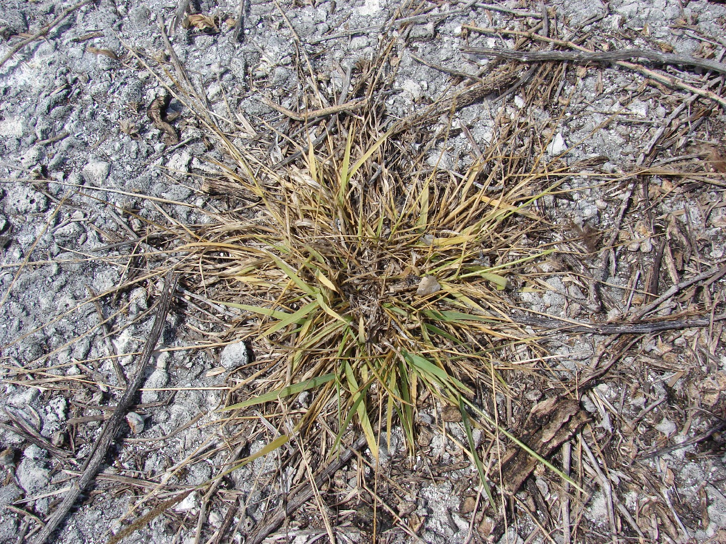 Madagascar dropseed (Sporobolus pyramidatus) Flower, Leaf, Care, Uses ...