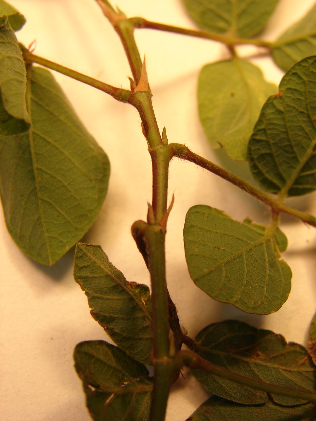Hoja de pega (Desmodium incanum) - PictureThis