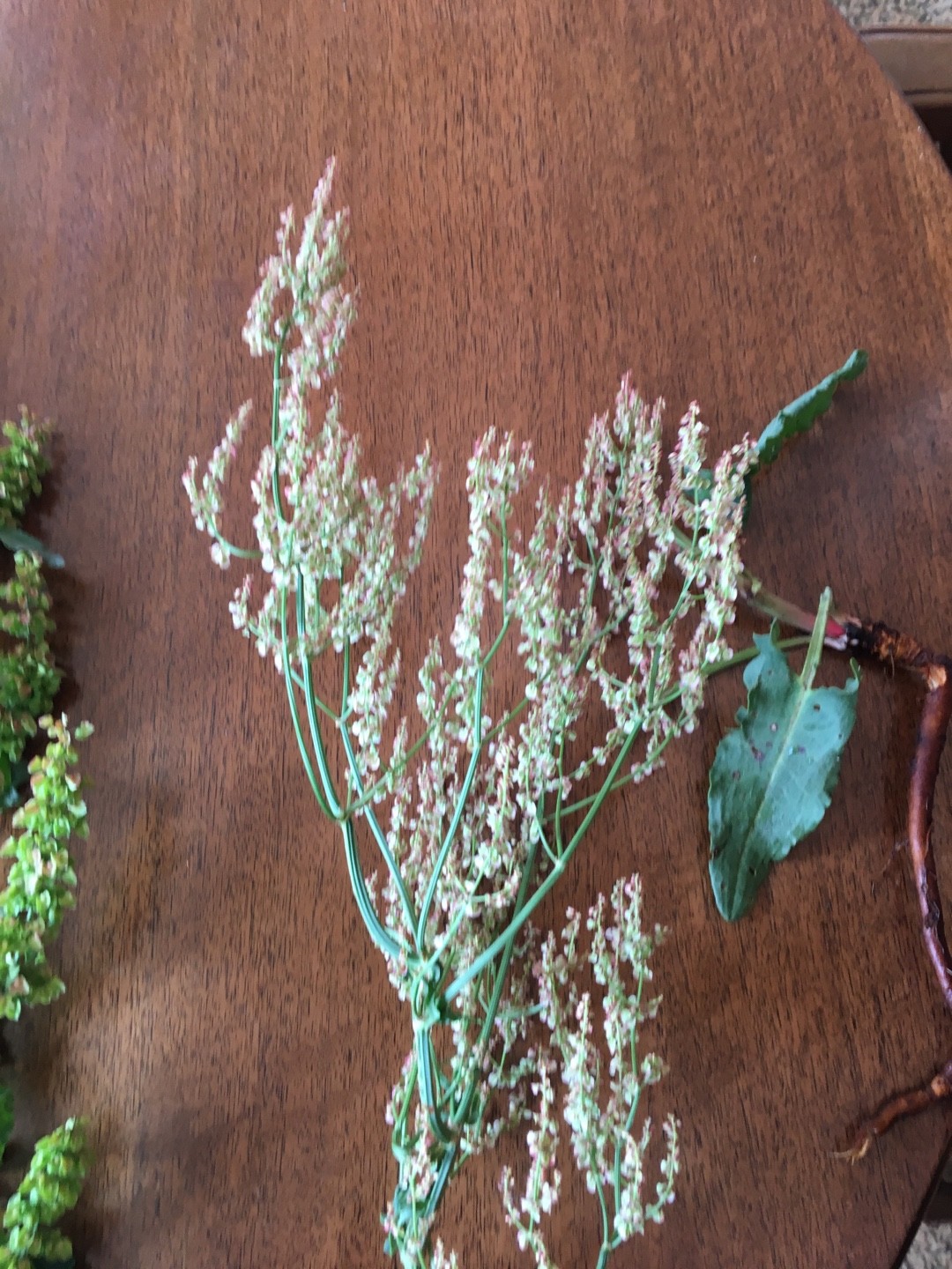 Geoorde zuring (Rumex thyrsiflorus) - PictureThis