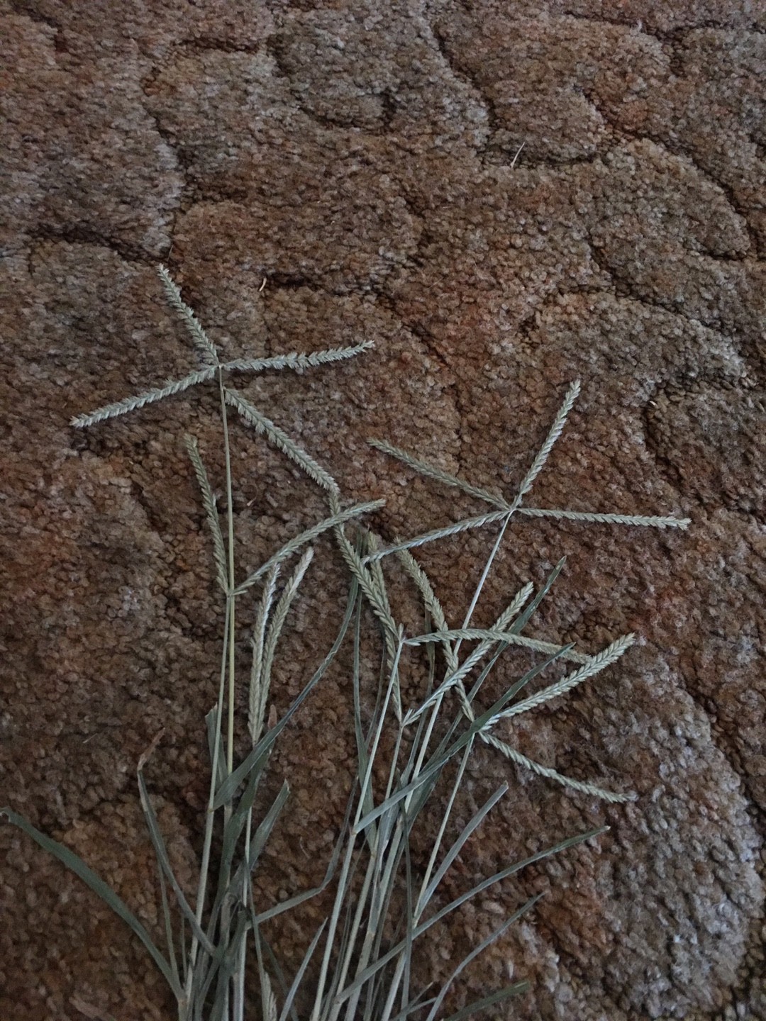 Goosegrass (Eleusine indica) Flower, Leaf, Care, Uses - PictureThis