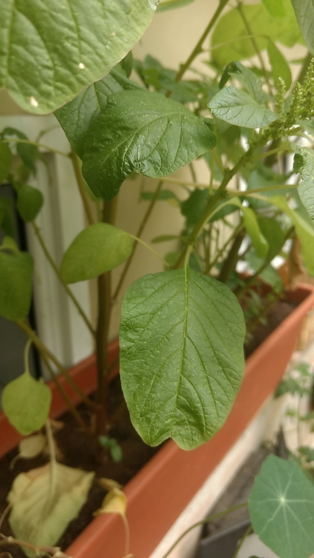 Bledo (Amaranthus blitum) - PictureThis