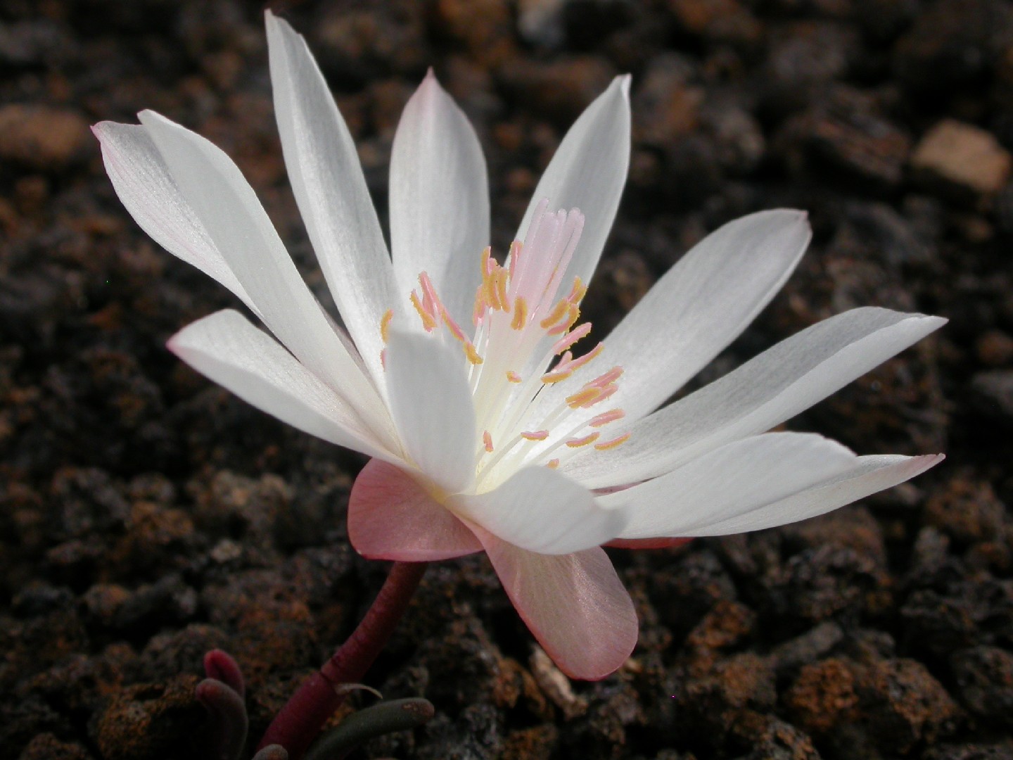 Bitterroot Flower Meaning | Best Flower Site