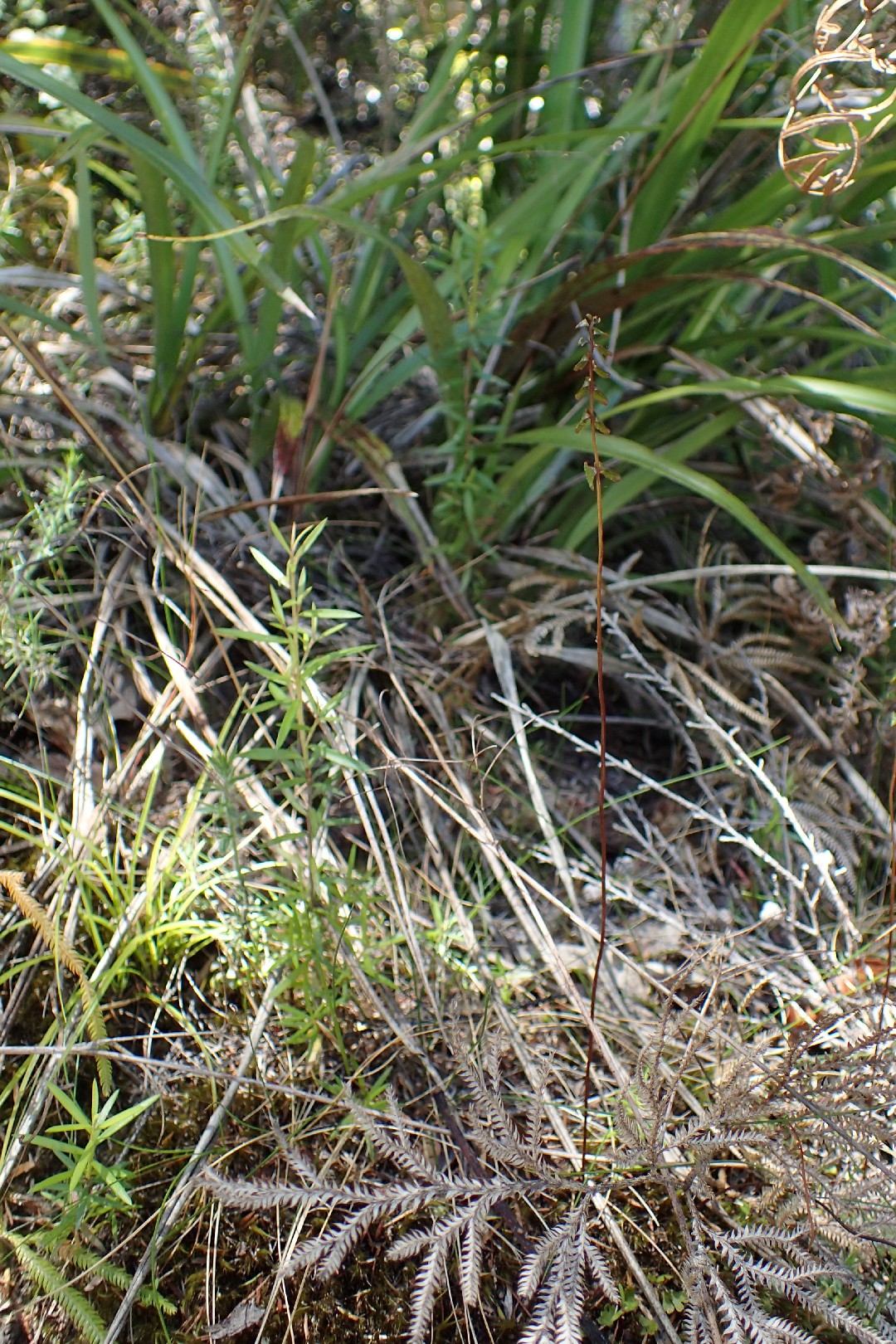 Lindsaea linearis - PictureThis