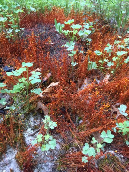 True mosses (Bryopsida) Flower, Leaf, Care, Uses - PictureThis