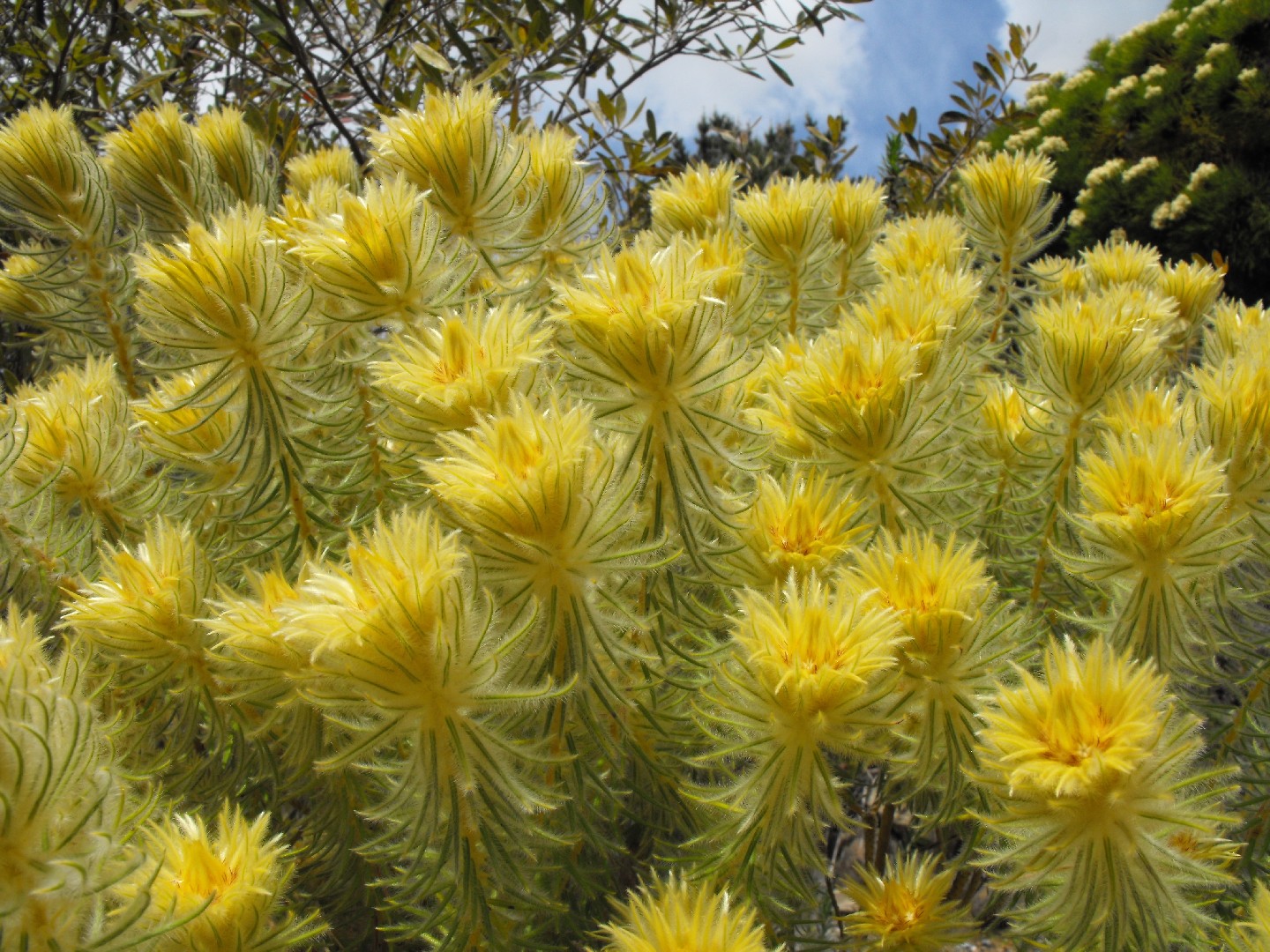 Phylica pubescens 照顧，種植，繁殖，開花時間 - PictureThis