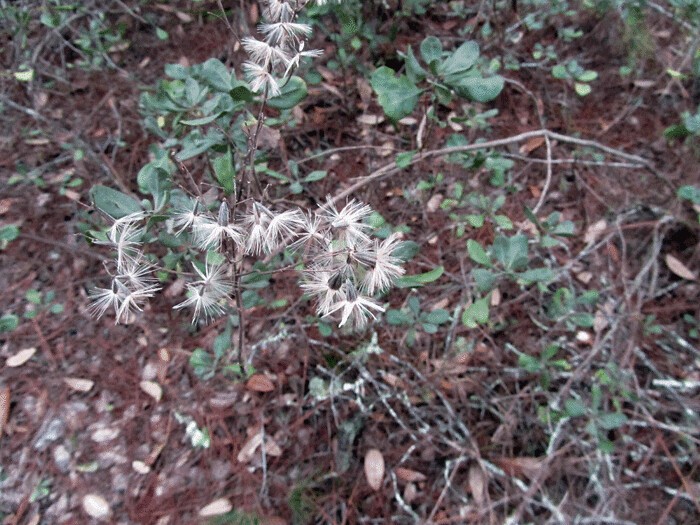 Garberia heterophylla - PictureThis