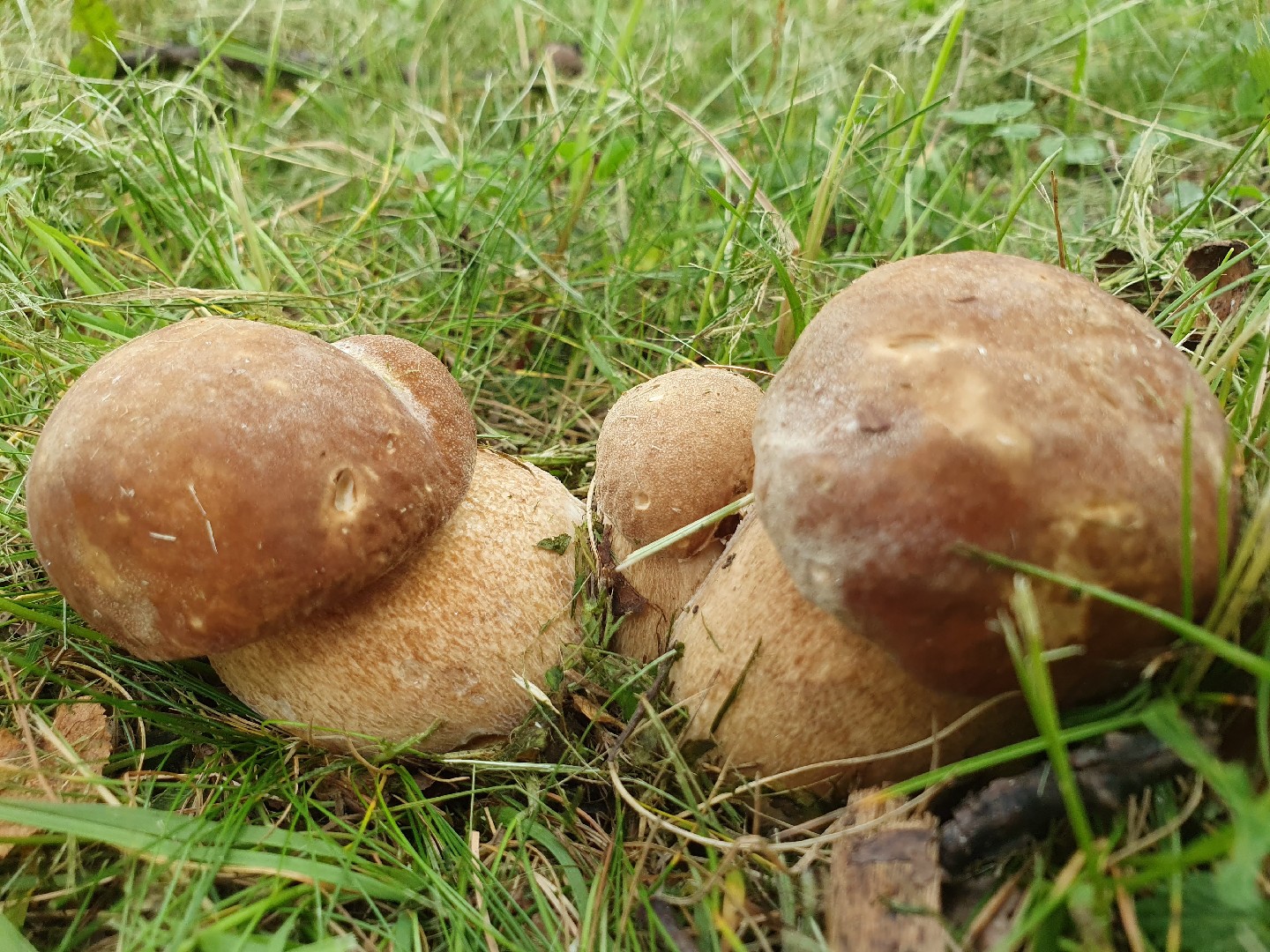 Summer bolete (Boletus reticulatus) Flower, Leaf, Care, Uses - PictureThis
