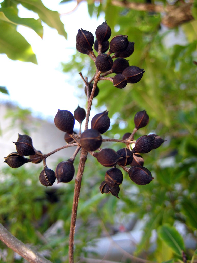 How to Plant and Grow Lemonwood(Pittosporum eugenioides)