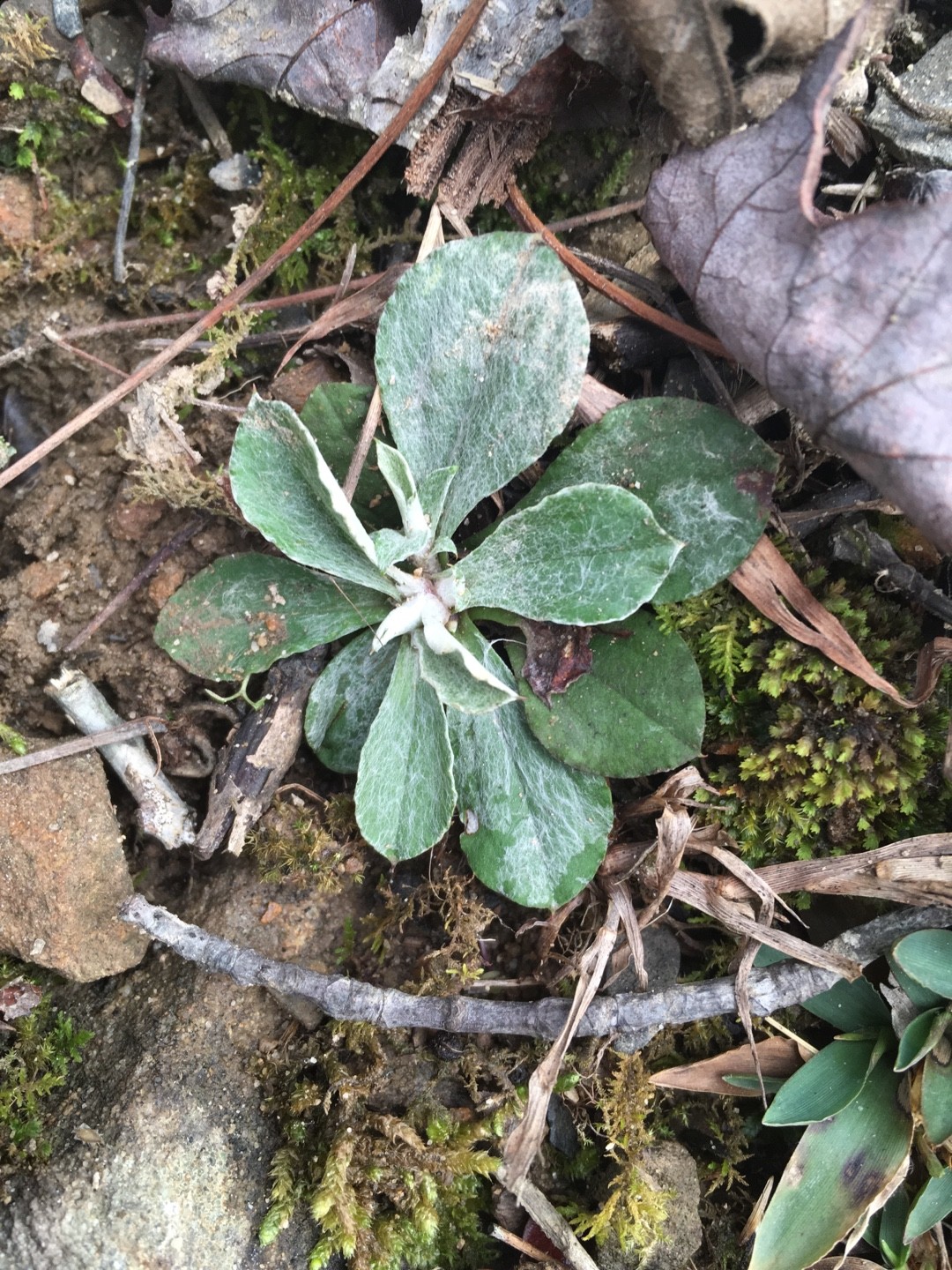 Antennaria plantaginifolia 照顧，種植，繁殖，開花時間 - PictureThis