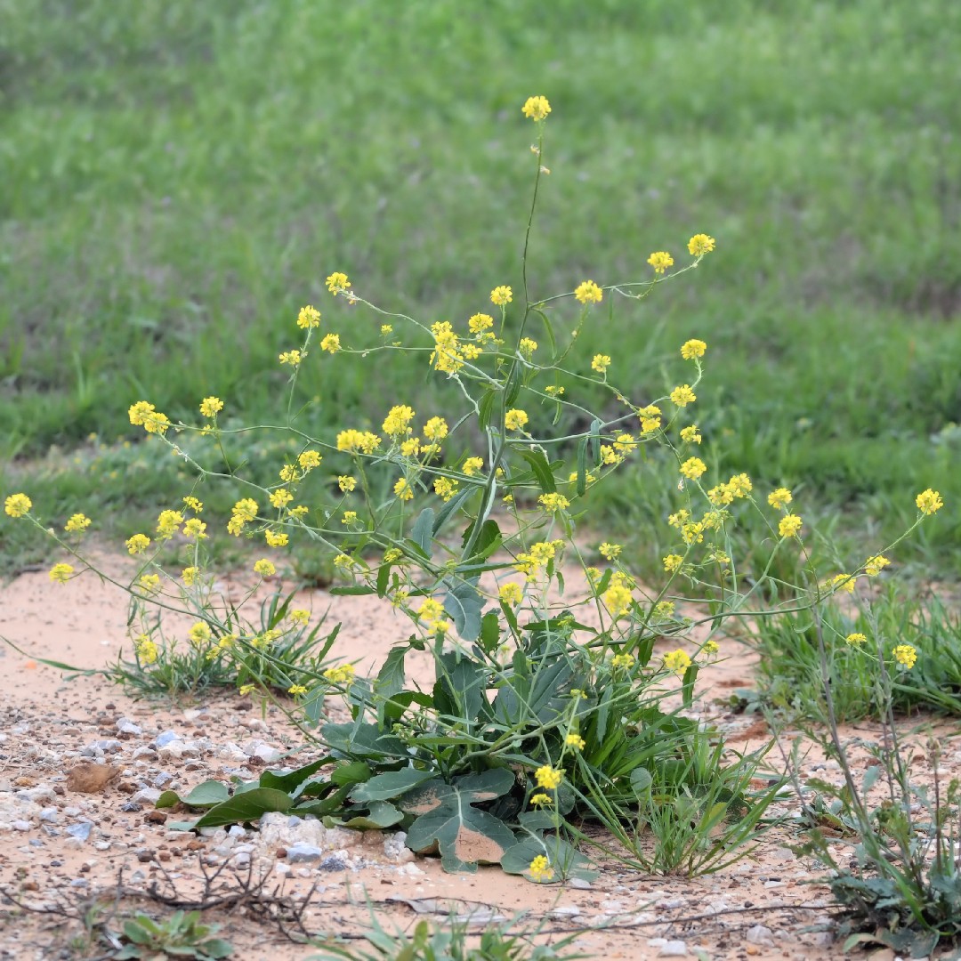 Annual bastard-cabbage (Rapistrum rugosum) Flower, Leaf, Care, Uses ...