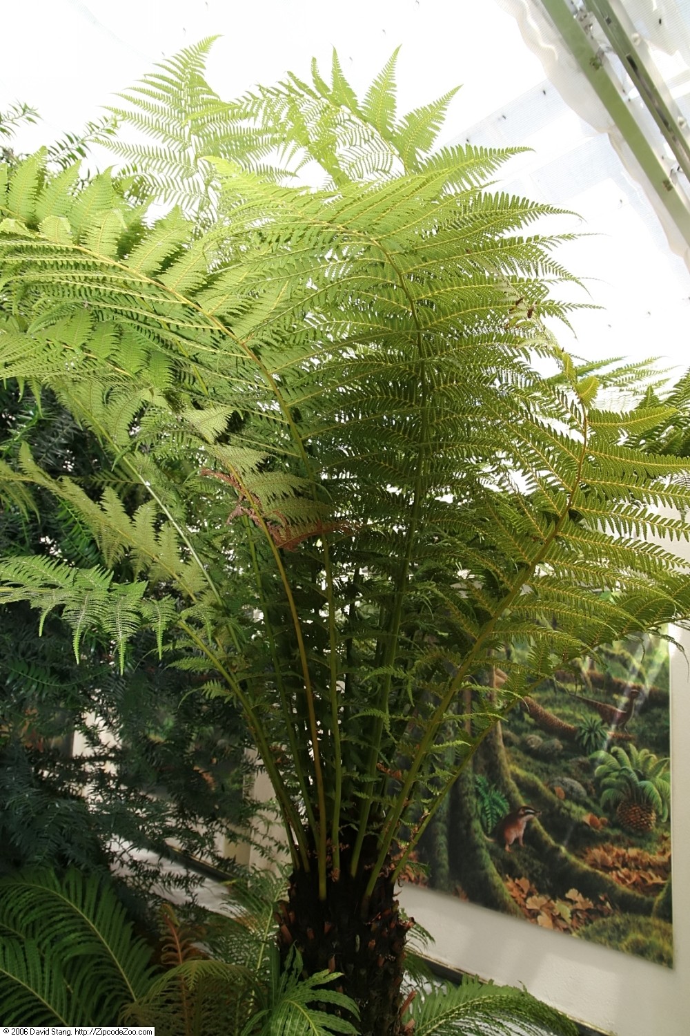 Tree-ferns (Dicksoniaceae) Flower, Leaf, Care, Uses - PictureThis