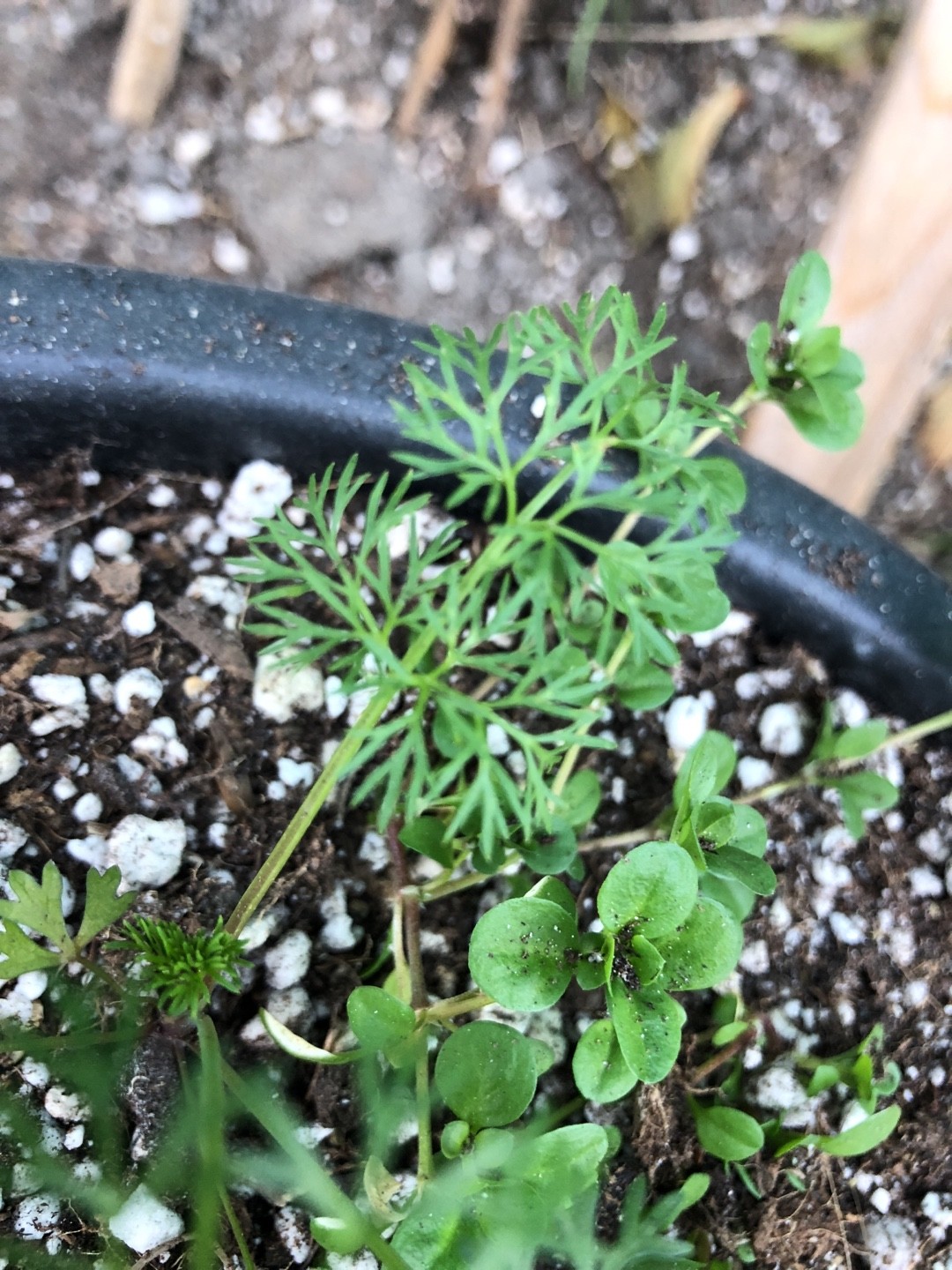 Marsh parsley (Cyclospermum leptophyllum) Flower, Leaf, Care, Uses ...