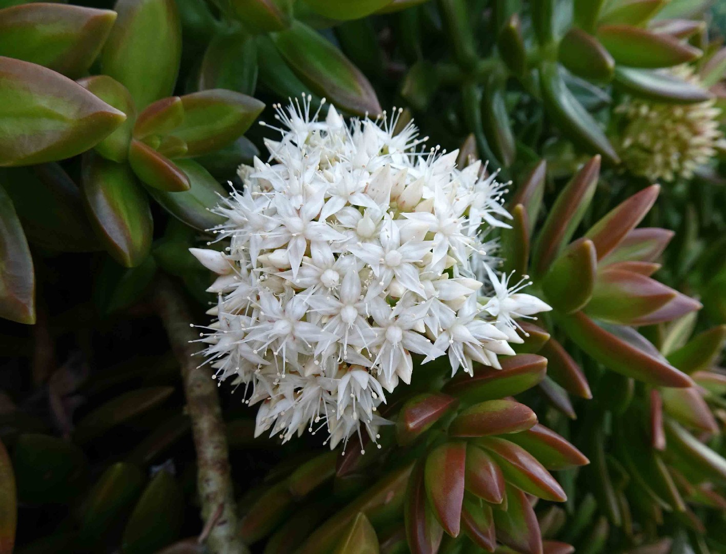 Sedo cobrizo (Sedum nussbaumerianum) - PictureThis