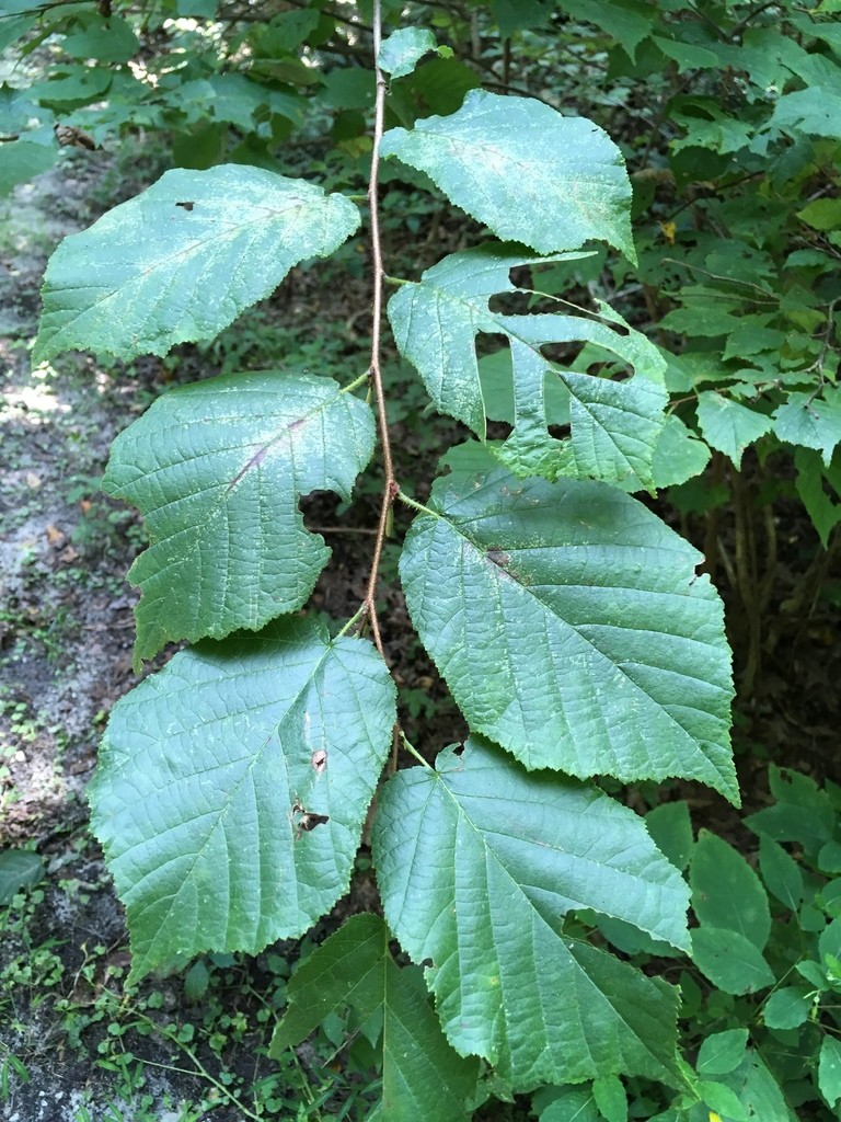 Avellano americano (Corylus americana) - PictureThis