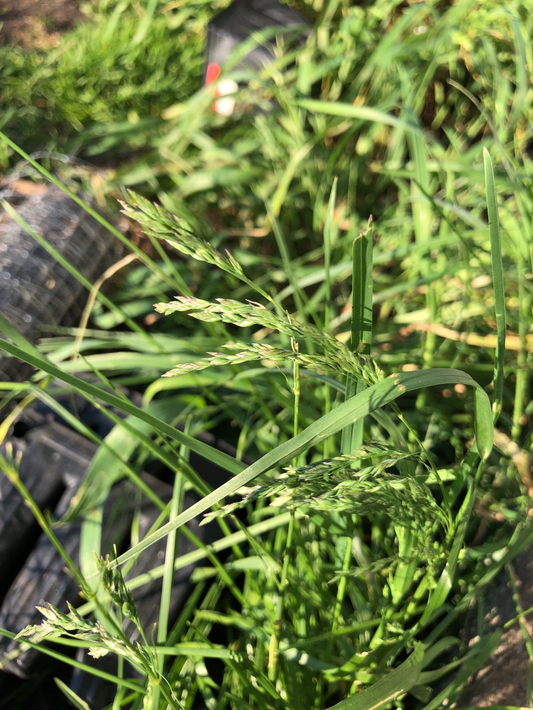 Poa común (Poa trivialis) - PictureThis