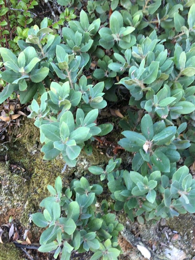 Heath (Ericaceae) Flower, Leaf, Care, Uses - PictureThis