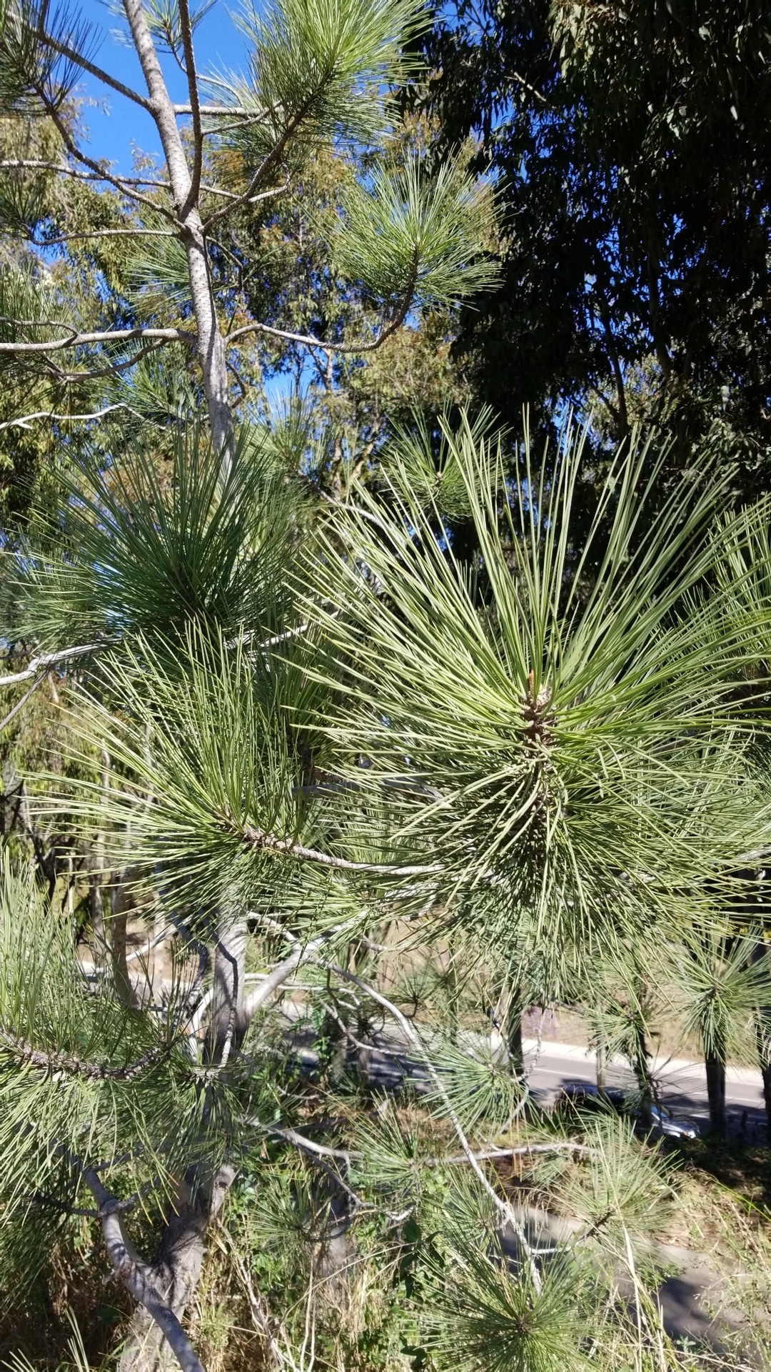 Сосна Жеффрея (Pinus jeffreyi) - PictureThis