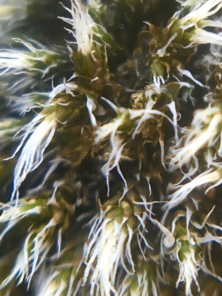 True mosses (Bryopsida) Flower, Leaf, Care, Uses - PictureThis