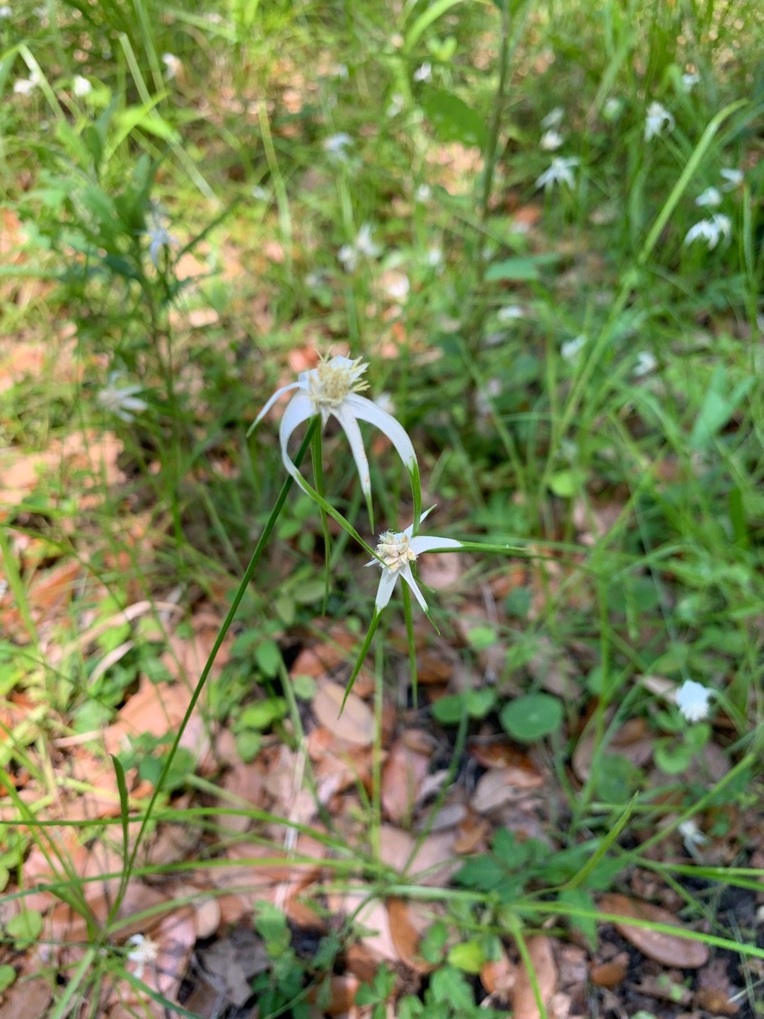 Capim-estrela (Rhynchospora colorata) - PictureThis