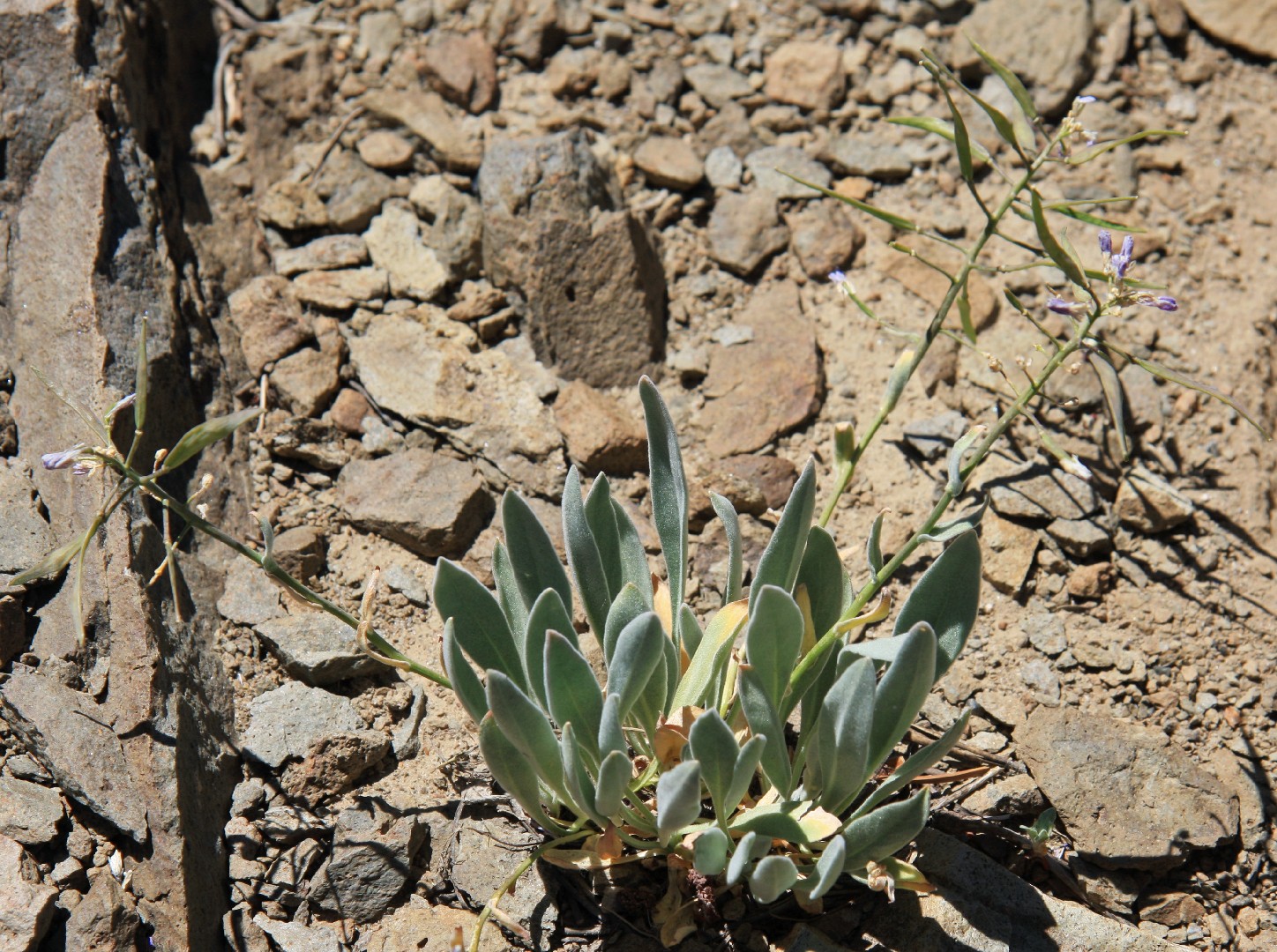 Daggerpod Care (Watering, Fertilize, Pruning, Propagation) - PictureThis