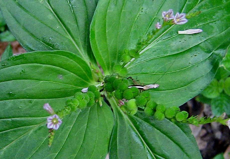Logania (Loganiaceae) Flower, Leaf, Care, Uses - PictureThis