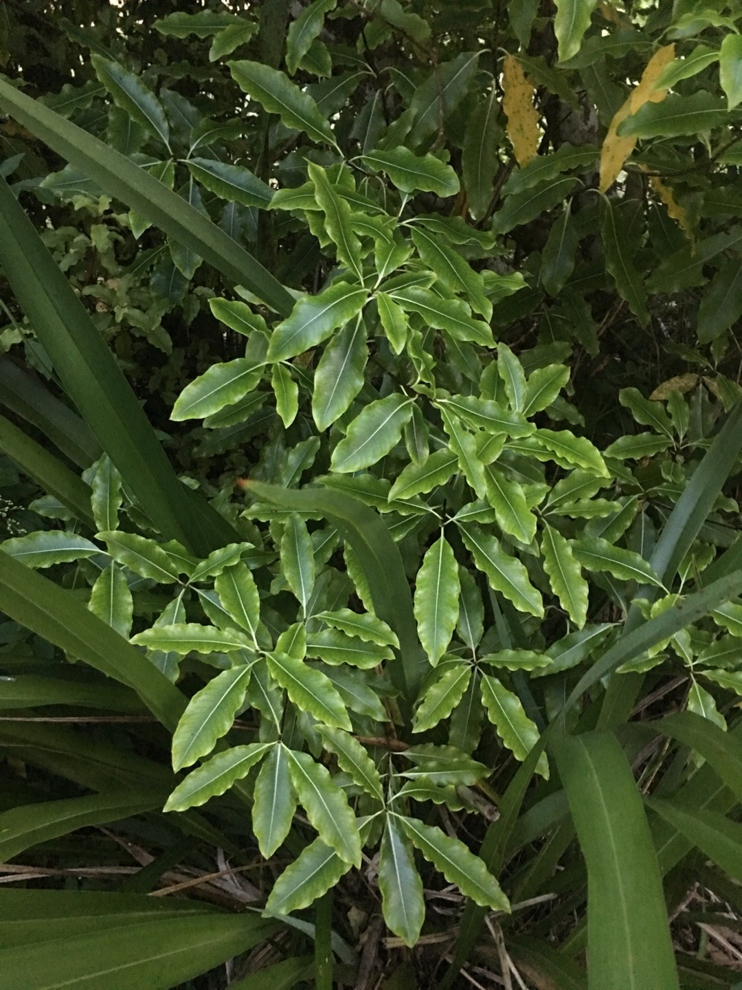 Pittosporum eugenioides - PictureThis