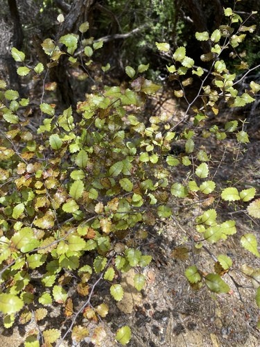 Hard beech (Nothofagus truncata) Flower, Leaf, Care, Uses - PictureThis