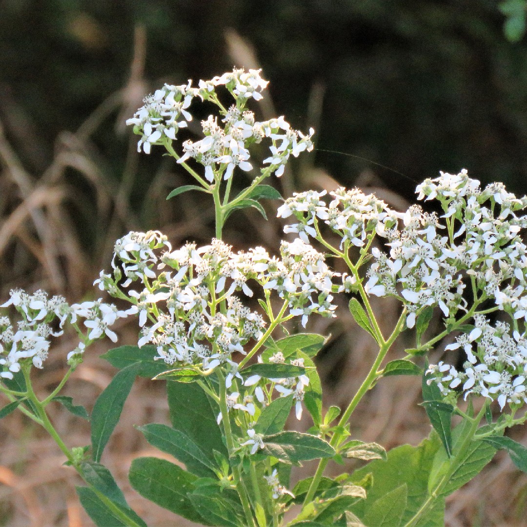 Crownbeard (Verbesina) Flower, Leaf, Care, Uses - PictureThis
