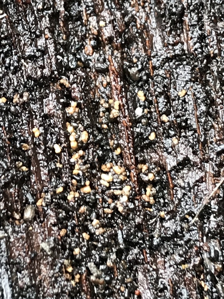 Pterygota Flower, Leaf, Care, Uses - PictureThis