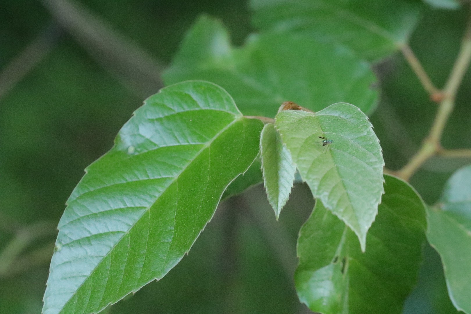 Cissus australijski (Cissus antarctica) - PictureThis