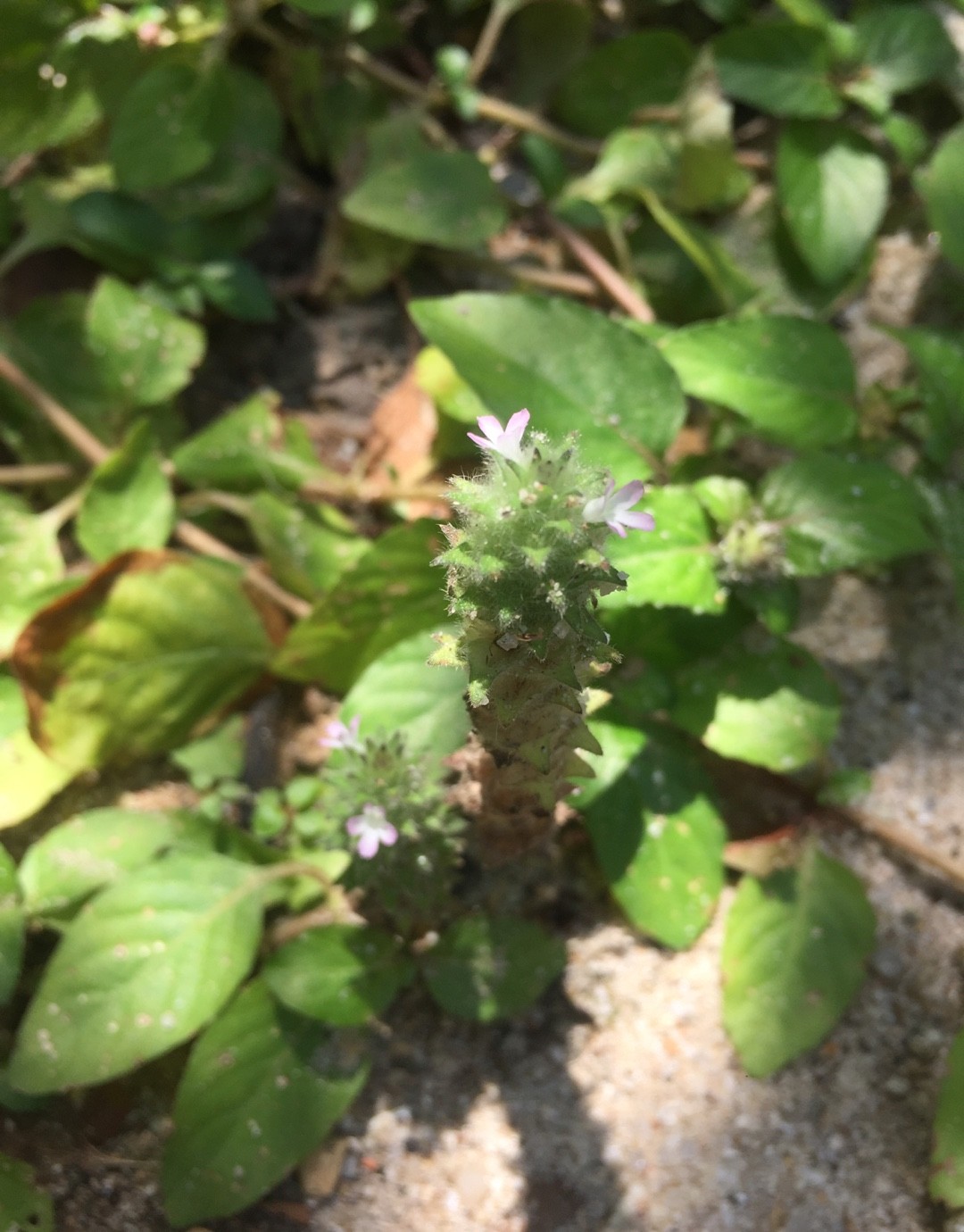 Nelsonia Flower, Leaf, Care, Uses - PictureThis